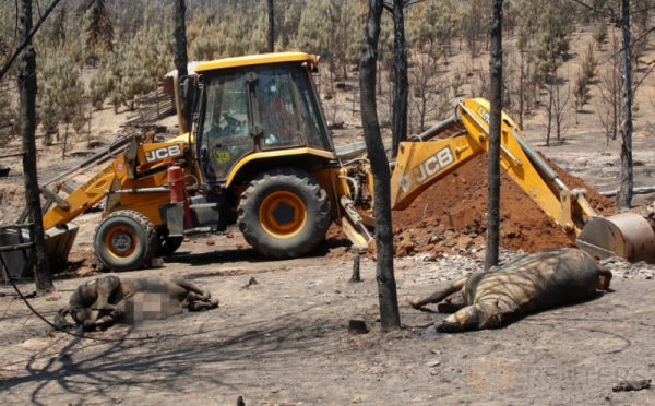 Kuda Mati Terpanggang Akibat Kebakaran Hutan Chile 0 : Foto Okezone Foto