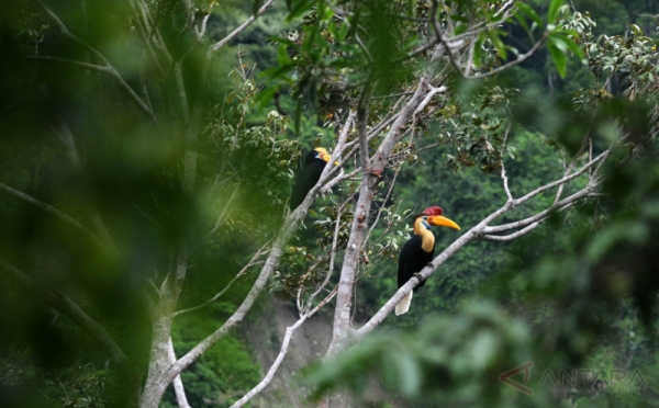 Burung Rangkong, Satwa Endemik Sulawesi yang Belum Bebas dari Perburuan ... Burung Rangkong, Satwa Endemik Sulawesi yang Belum Bebas dari Perburuan ...