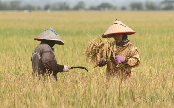 10 Lahan Persawahan Paling Indah di Dunia : Okezone Economy