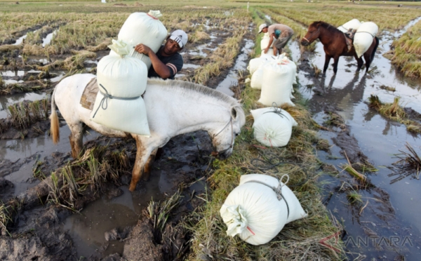 Kuda Jadi Alat Transportasi untuk Angkut Padi di Gowa 0 : Foto Okezone Foto