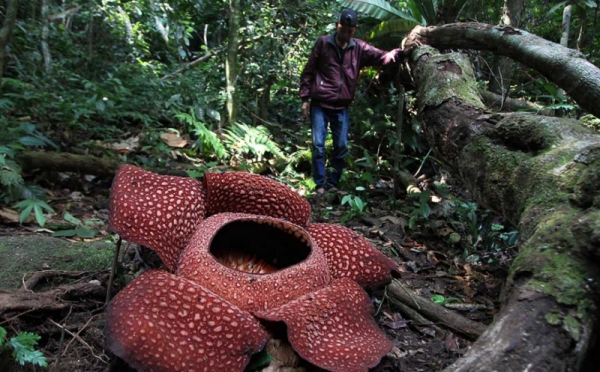 Bunga Raksasa Raflesia Arnoldi Mekar Sempurna di Hutan Lindung Bukit ...