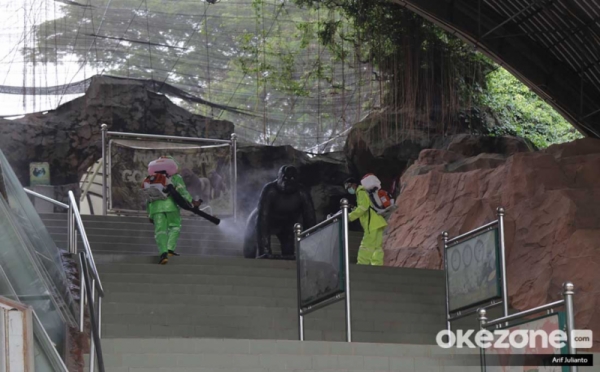 Pusat Primata Schmutzer Ragunan Disemprot Disinfektan 0 : Foto Okezone Foto