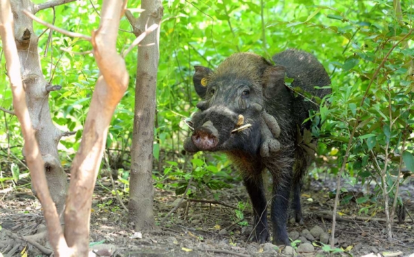 Babi Kutil Endemik Jawa Terancam Punah 0 : Foto Okezone Foto