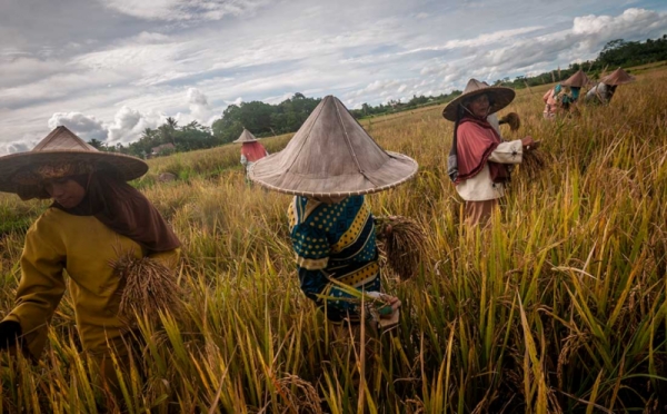 Petani Lebak Masih Menggunakan Ani-Ani saat Memanen Padi 0 : Foto ...