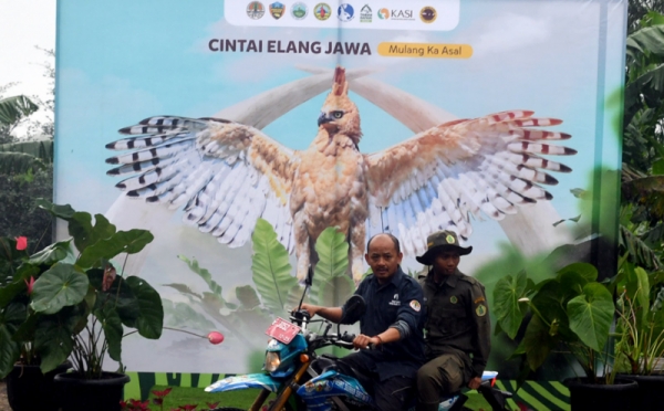 Dua Ekor Elang Jawa Dilepas Liarkan di Taman Safari Bogor 0 : Foto Okezone Foto