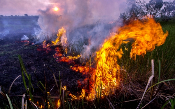 Kebakaran Hutan dan Lahan di Kalimantan Selatan Meluas Hingga 191 Hektare 0 : Foto Okezone Foto