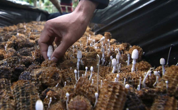 Budi Daya Jamur Janggel Manfaatkan Limbah Tongkol Jagung 0 : Foto ... Budi Daya Jamur Janggel Manfaatkan Limbah Tongkol Jagung 0 : Foto ...