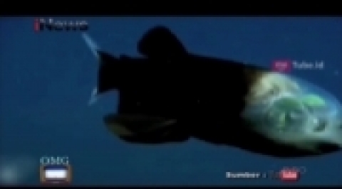 Unik! Ikan Berkepala Transparan Ini Mampu Hidup di Dasar Laut : Okezone ...