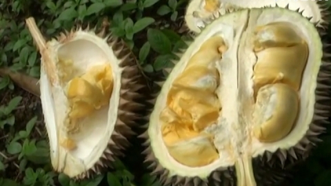 Makyus, Makan Durian Langsung dari Pohonnya di Subang : Okezone Video