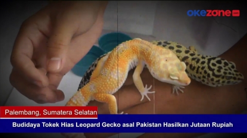Budidaya Tokek Hias Leopard Gecko asal Pakistan Hasilkan Jutaan Rupiah ...