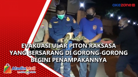 Evakuasi Ular Piton Raksasa yang Bersarang di Gorong-Gorong, Begini ...