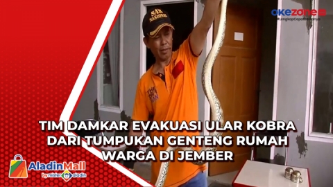 Tim Damkar Evakuasi Ular Kobra dari Tumpukan Genteng Rumah Warga di ...