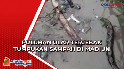 Terbawa Banjir, Puluhan Ular Terjebak Tumpukan Sampah di Madiun ...