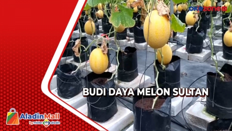 Manfaatkan Lahan, Santri di Pangandaran Berhasil Budi Daya Melon Sultan ...
