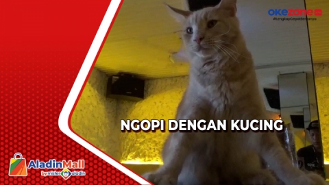 Sensasi Ngopi Bersama Kucing Langka Maine Coon Polidaktil : Okezone Video