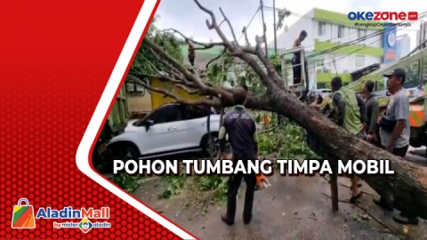 Pohon Tumbang dan Timpa Mobil di Sunter Agung, Akibat Hujan Disertai Angin Kencang : Okezone Video