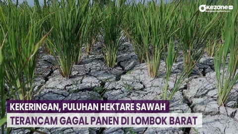 Kekeringan, Puluhan Hektare Sawah Terancam Gagal Panen di Lombok Barat : Okezone Video