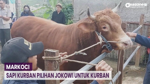 Markoci, Sapi 1 Ton Asal Bandung Jadi Pilihan Presiden Jokowi untuk ...