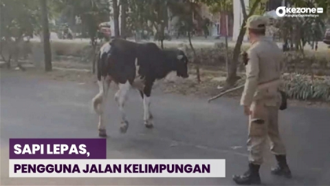 OKEFLASH: Sapi Lepas Ini Bikin Jalanan Macet