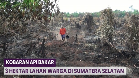 Kobaran Api Bakar 3 Hektar Lahan Warga di Sumatera Selatan : Okezone Video
