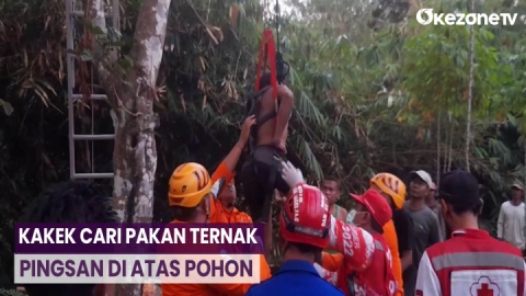 Pria Tua Pingsan di Atas Pohon Setinggi 10 Meter di Magelang, Evakuasi Dramatis : Okezone Video