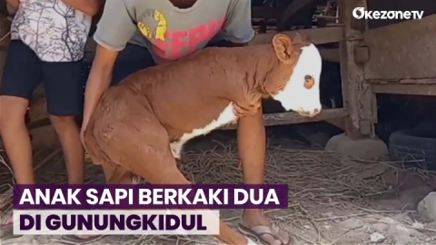Anak Sapi Berkaki Dua Hebohkan Warga, Pemilik Berkomitmen Merawat ...