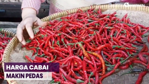 Harga Cabai Makin Pedas di Pasar Jakarta, Tembus Rp100 Ribu per Kg : Okezone Video