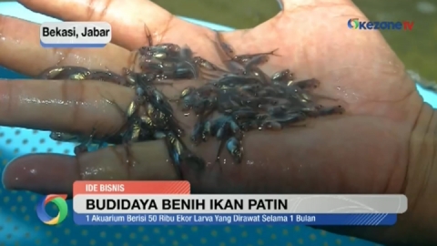 Manfaatkan Halaman Rumah untuk Budidaya Benih Ikan Patin : Okezone Video