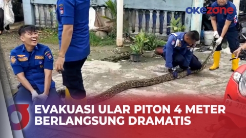 Evakuasi Ular Piton Sepanjang 4 Meter di Padang, Sumatera Barat ...