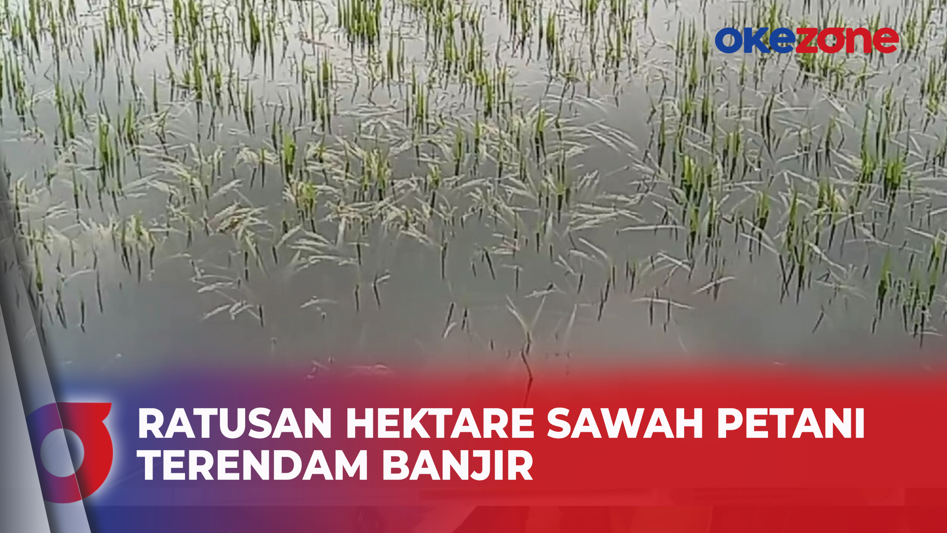 Ratusan Hektare Sawah Terendam Banjir di Grobogan, Petani Terancam Gagal Panen : Okezone Video