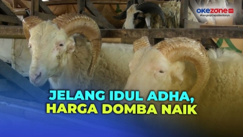 Jelang Idul Adha, Harga Hewan Kurban Merangkak Naik di Tangerang : Okezone Video