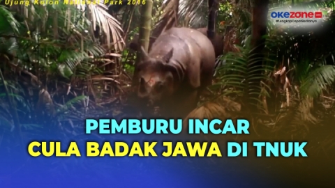 Miris, 26 Badak Jawa di Taman Nasional Ujung Kulon Mati Ditangan Pemburu : Okezone Video