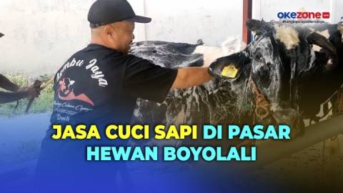 Jelang Idul Adha, Jasa Cuci Sapi di Pasar Hewan Boyolali Diserbu ...