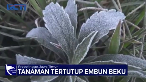 Fenomena Embun Es di Gunung Bromo, Rasakan Sensasi Dinginnya 'Salju Van ...