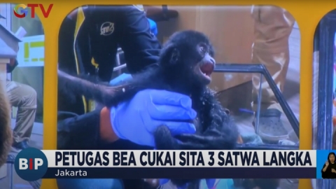 Petugas Bea Cukai Gagalkan Penyelundupan Tiga Satwa Langka di Bandara Soetta : Okezone Video